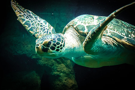 Royalty-Free photo: Multicolored turtle art | PickPik