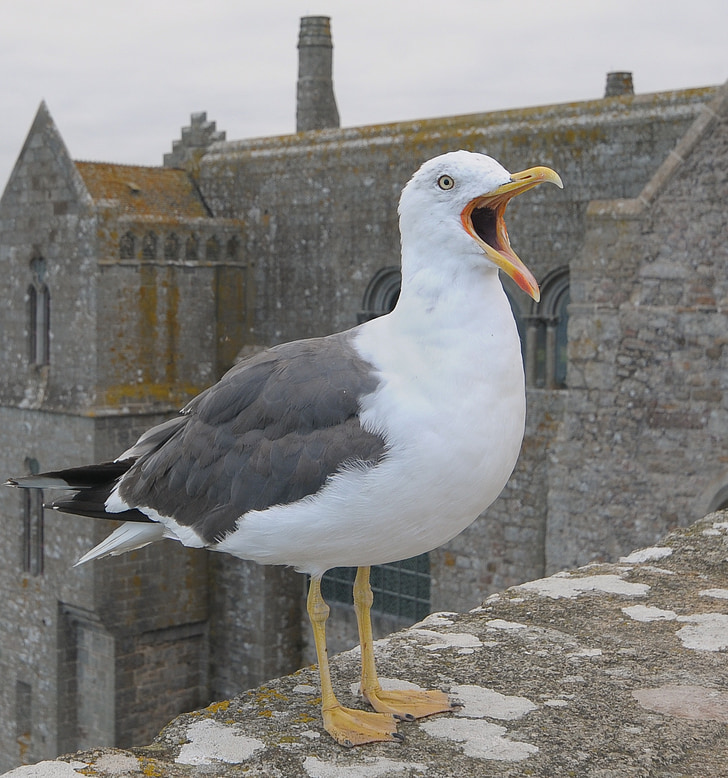 Royalty-Free photo: Seagull on top of house | PickPik