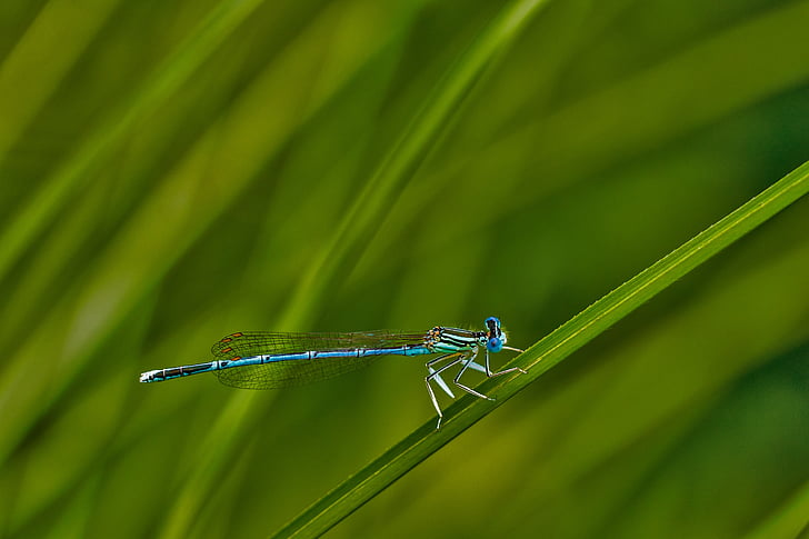 Royalty-Free photo: Blue damselfly | PickPik
